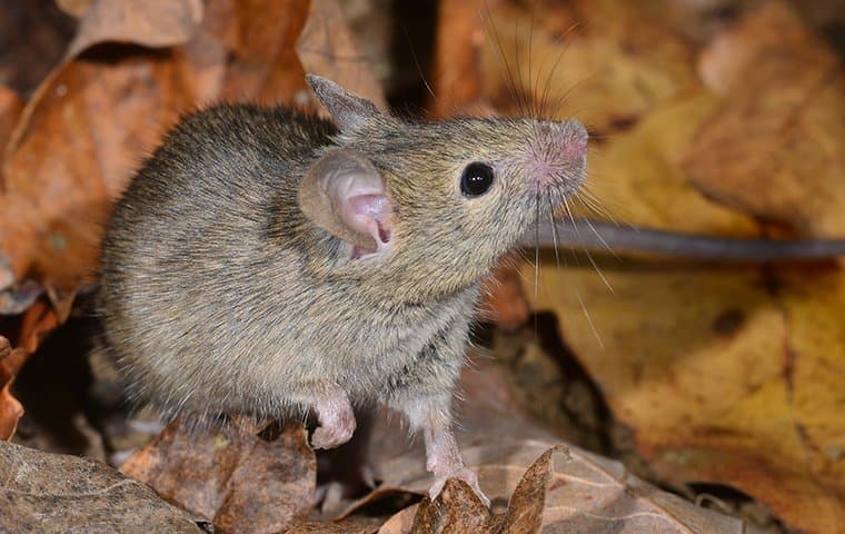 Getting Rid Of Mice: What The Experts In New Jersey Want You To Know