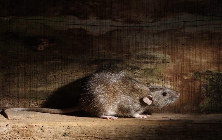Blog - Norway Rats In New Jersey: What You Should Know