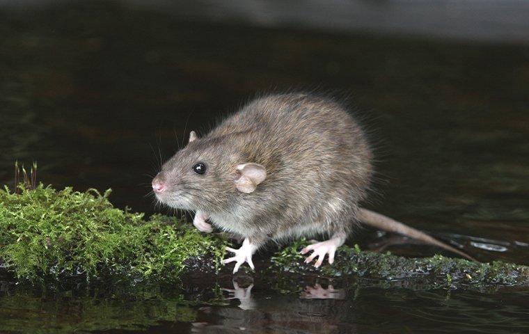 Blog - What New Jersey Property Owners Need To Know For Effective Rat ...