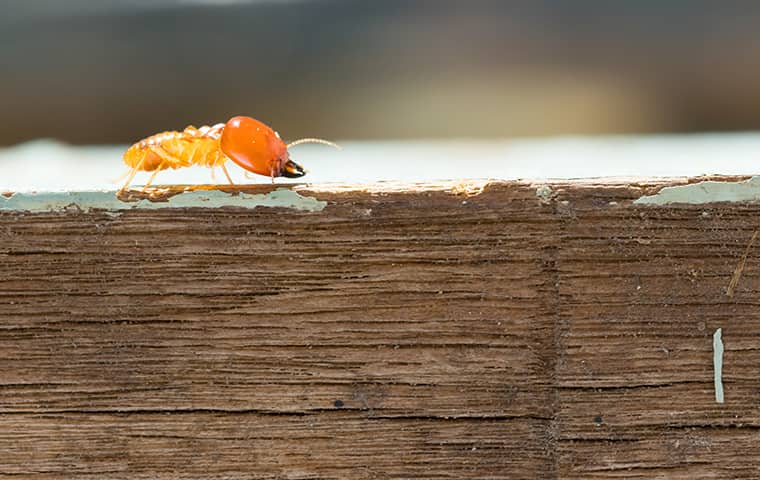Blog - How To Keep Your Northern New Jersey Home Termite-Free