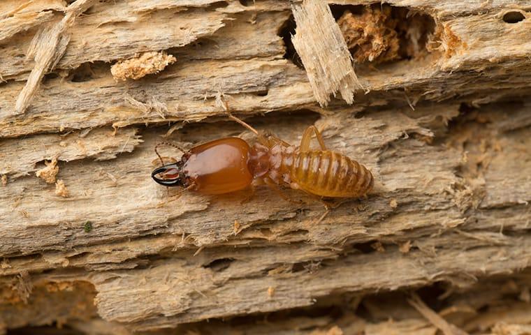 Termites Be Gone: Proven Techniques for Successful Termite Control In ...