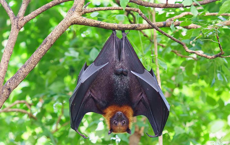 Everything You Need To Know About The Bats In New Jersey