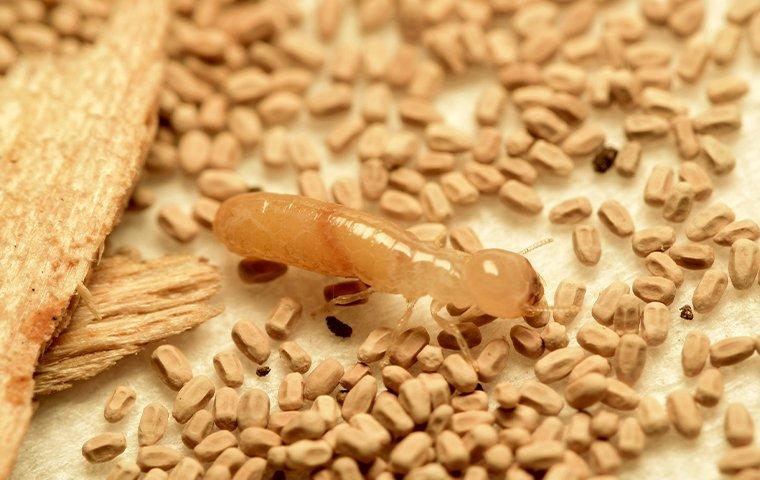 Blog - Five Signs Of Termites Around Your New Jersey Property