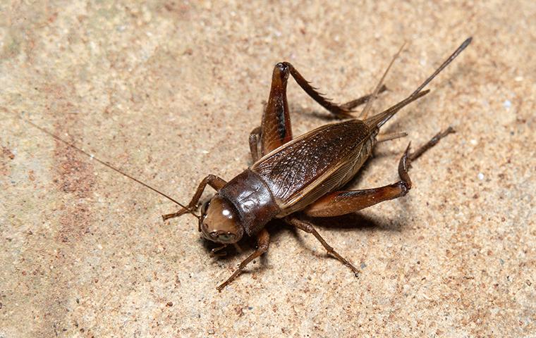 How To Keep Crickets Out Of Your New Jersey Home
