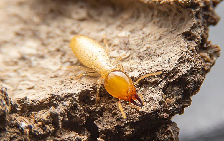 Blog - Make Sure Your Home Is Prepped For Termite Season In New Jersey