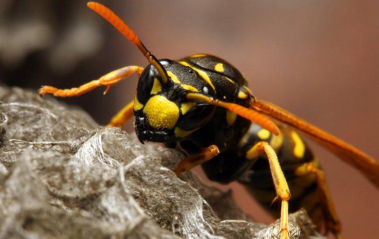 Blog - A Helpful Wasp Control Guide For New Jersey Property Owners