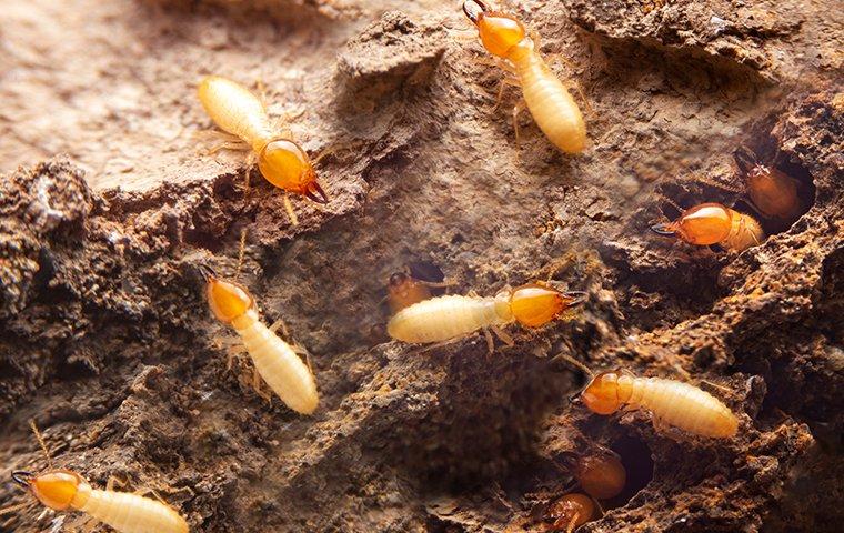 Blog - Everything New Jersey Residents Should Know About Termite Control