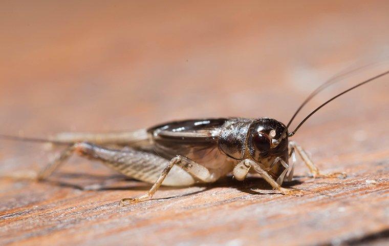 Pest Spotlight: Dealing With Crickets In New Jersey
