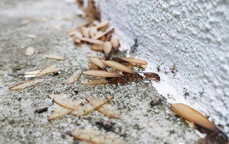 Blog - What To Do About Flying Termites Around Your New Jersey Home